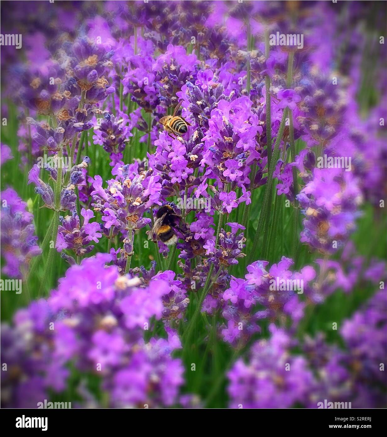 Bees in Lavender Stock Photo - Alamy