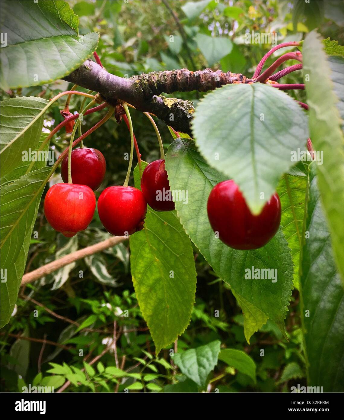 English cherries hi-res stock photography and images - Alamy