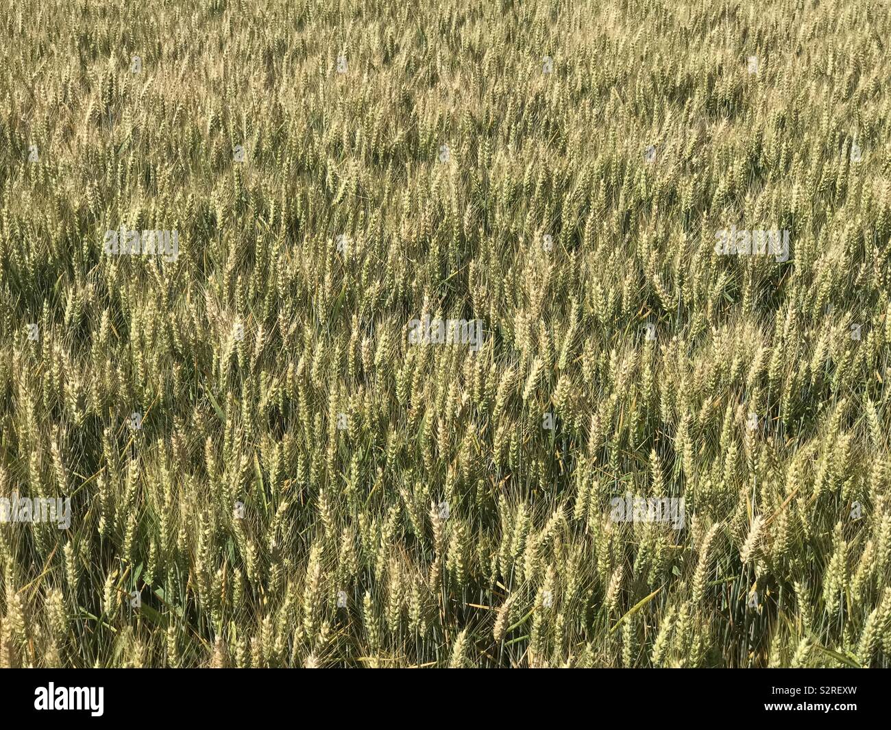 Cornfield texture hi-res stock photography and images - Alamy