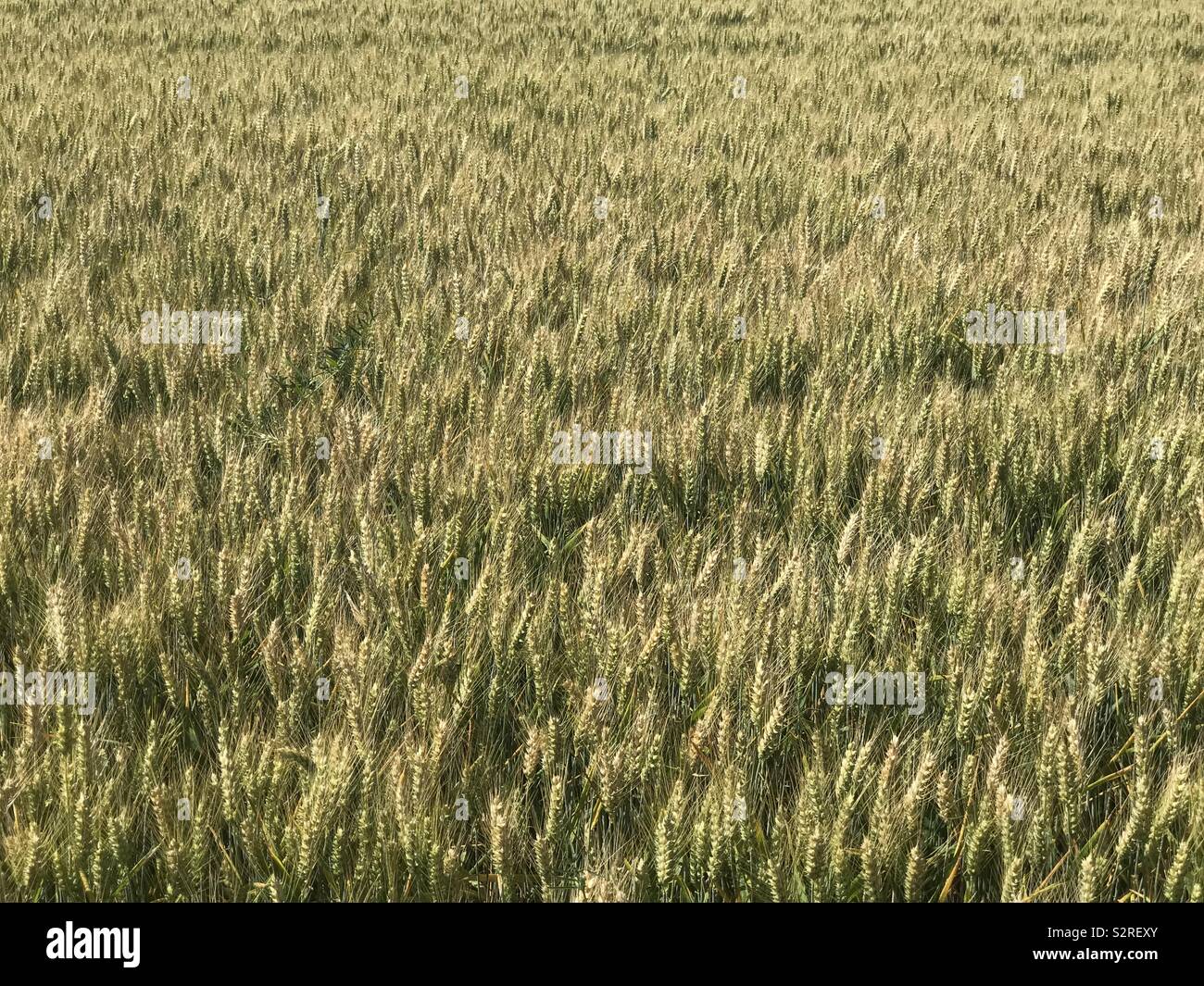 Cornfield texture hi-res stock photography and images - Alamy