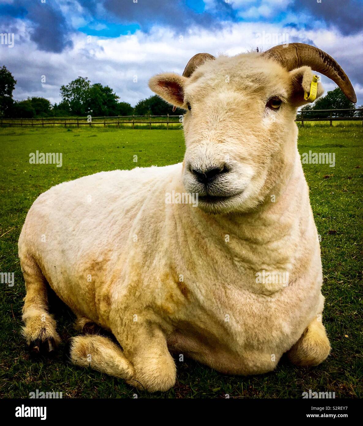 Sheep horn hi-res stock photography and images - Alamy