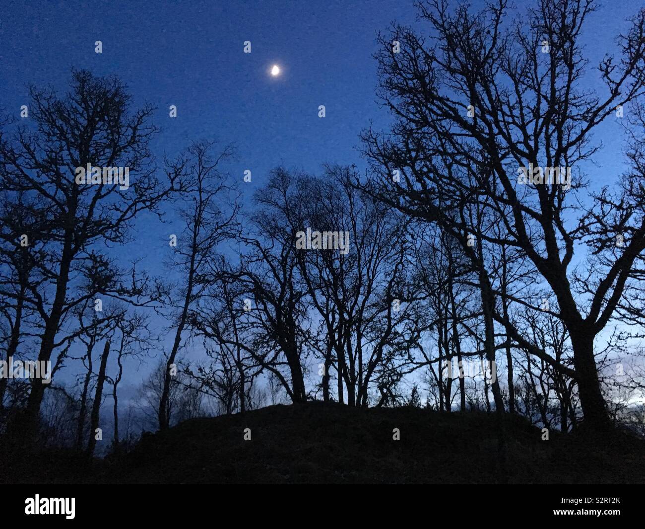 The moon above trees hi-res stock photography and images - Alamy