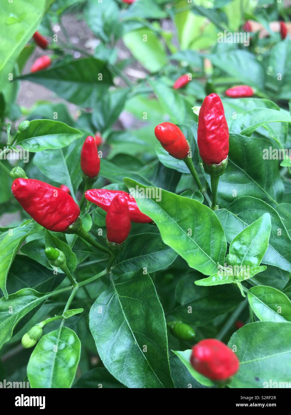 Chili hot weather Stock Photo - Alamy