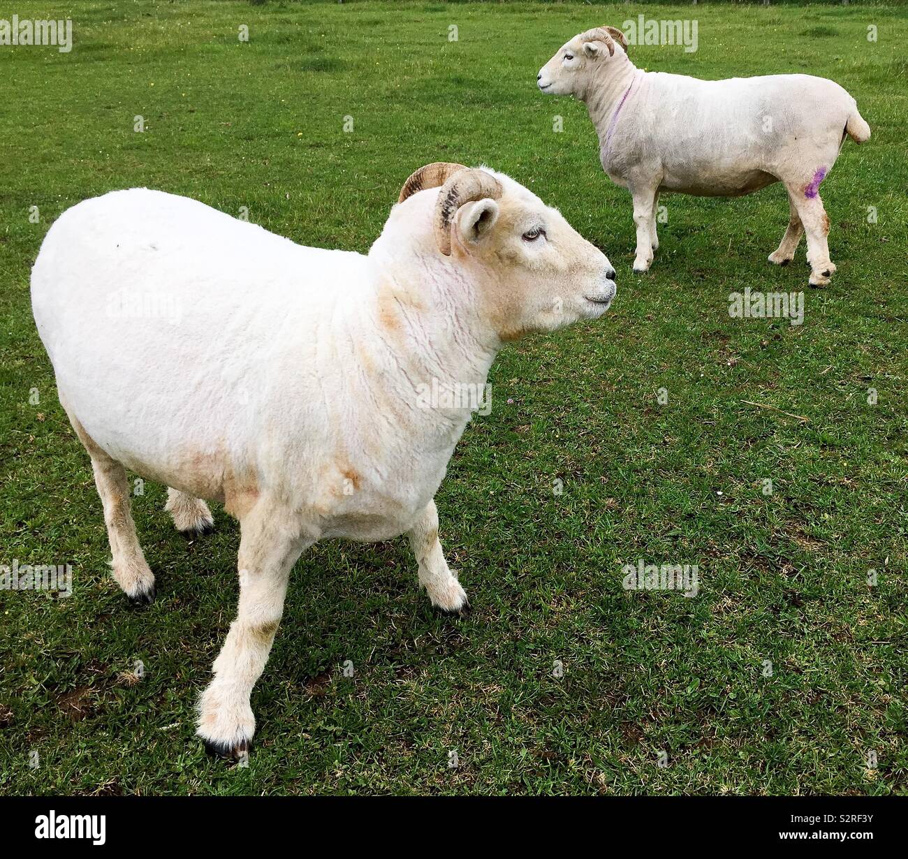 Ram and ewe hi-res stock photography and images - Alamy