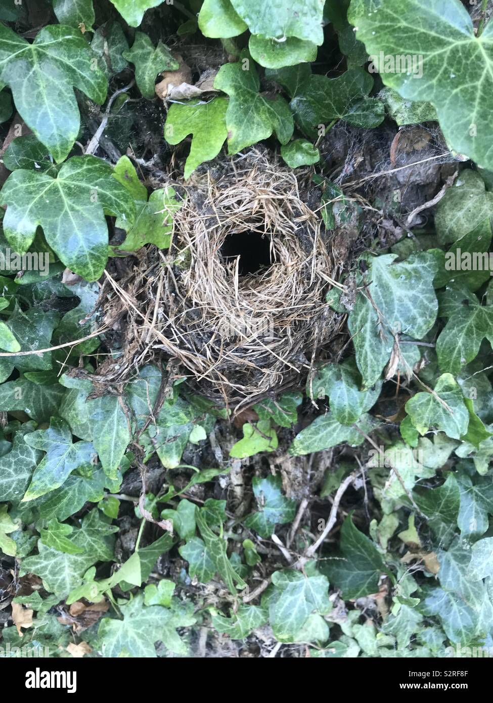 Warblers nest hi-res stock photography and images - Alamy