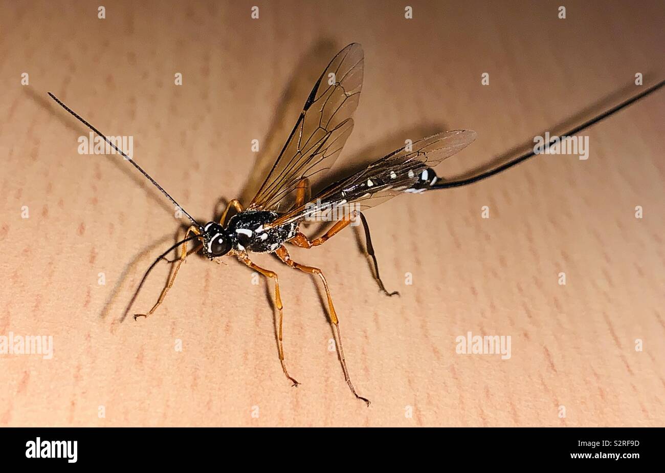 Giant ichneumon wasp hi-res stock photography and images - Alamy