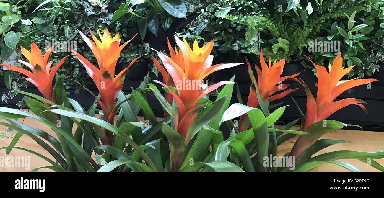 Grow botanical hi-res stock photography and images - Alamy