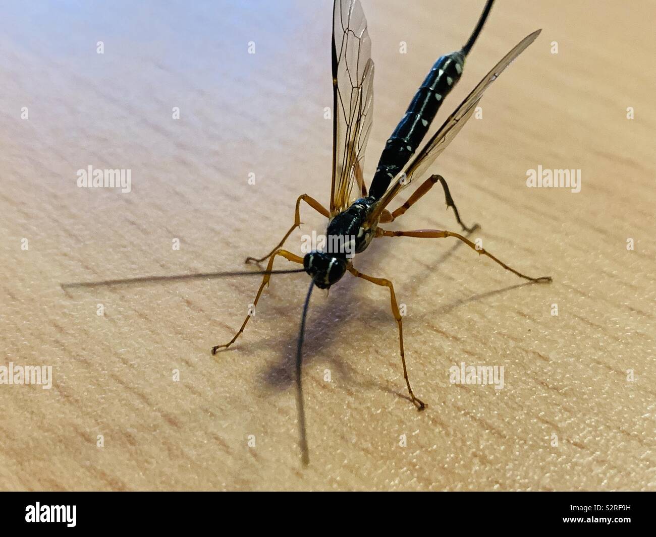 Giant Ichneumon Wasp Stock Photo - Alamy