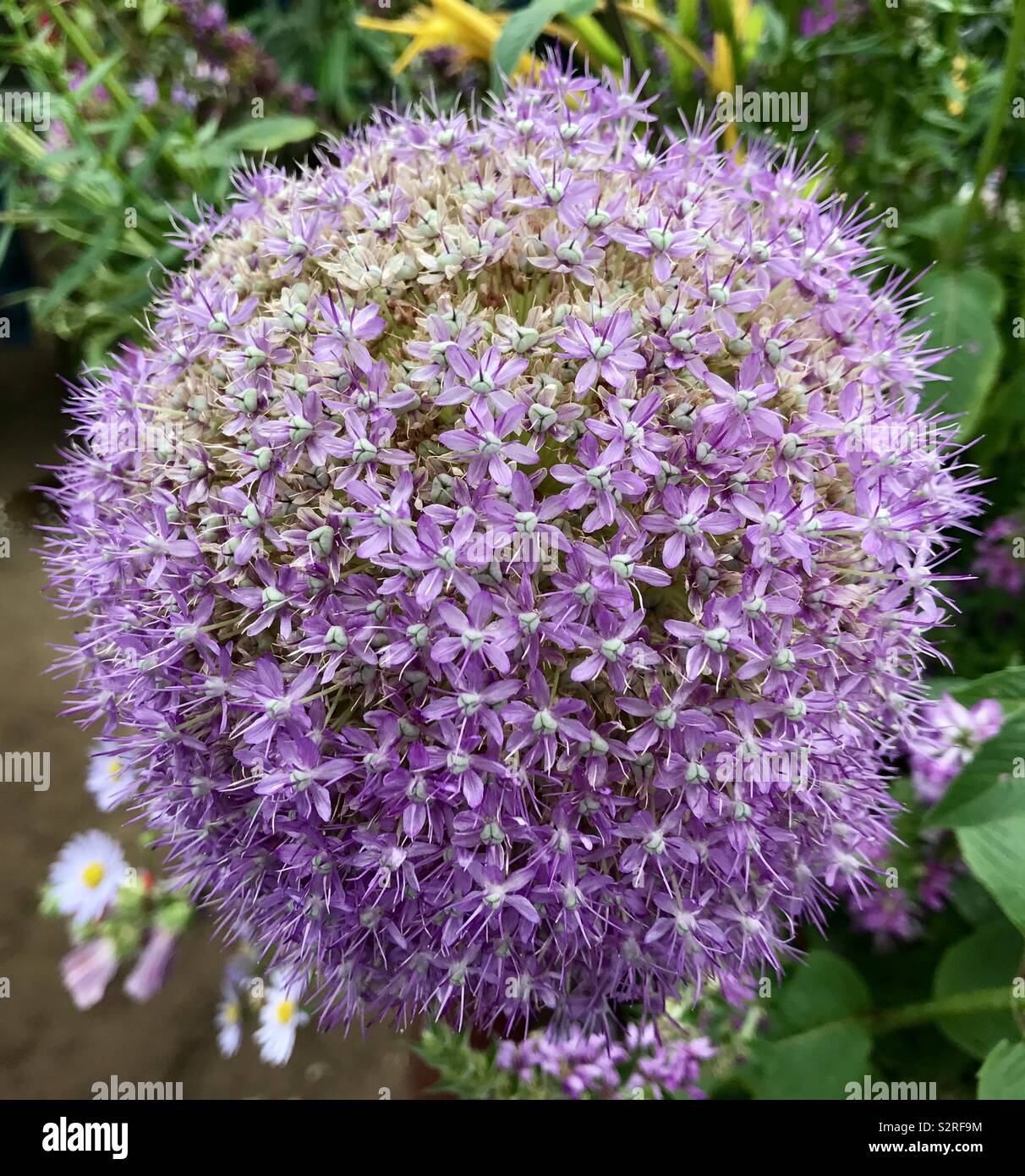 Round bloom hi-res stock photography and images - Alamy