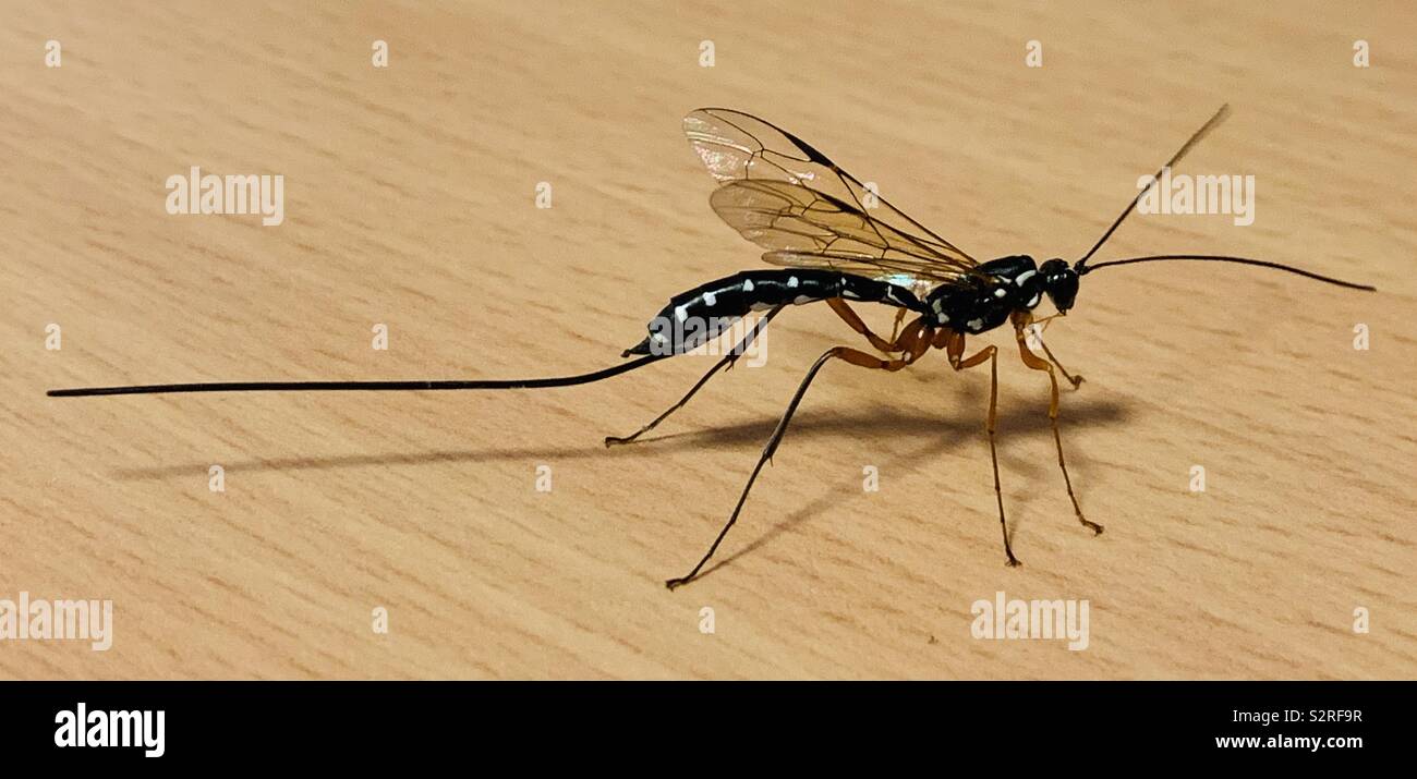 Giant Ichneumon Wasp