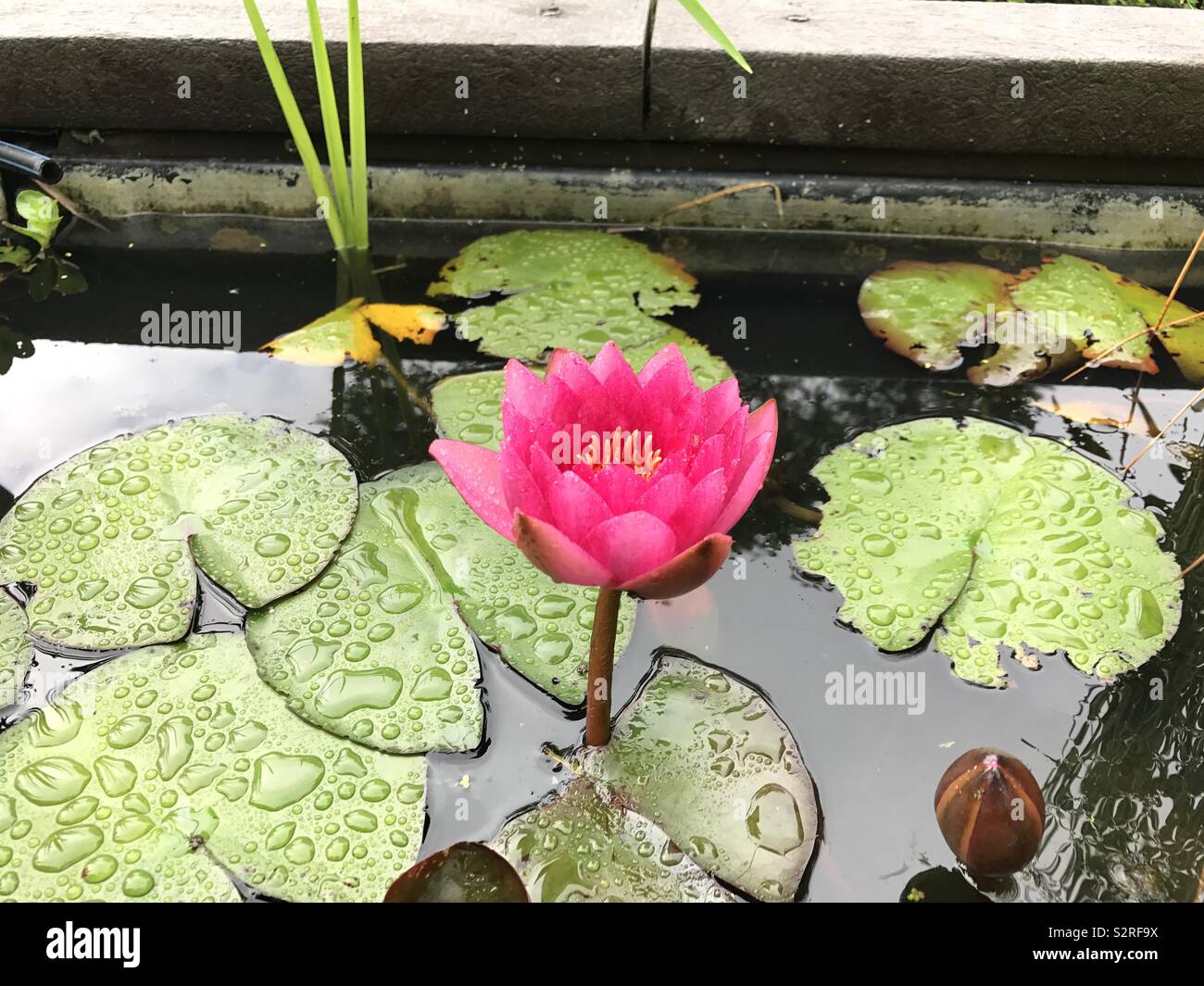 Pink Water Flower Stock Photo - Alamy