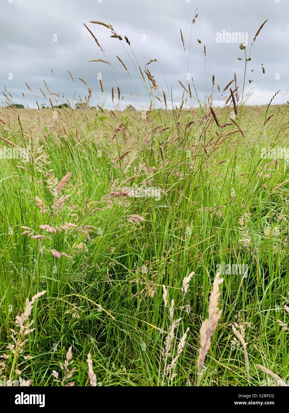 Long seed hi-res stock photography and images - Alamy