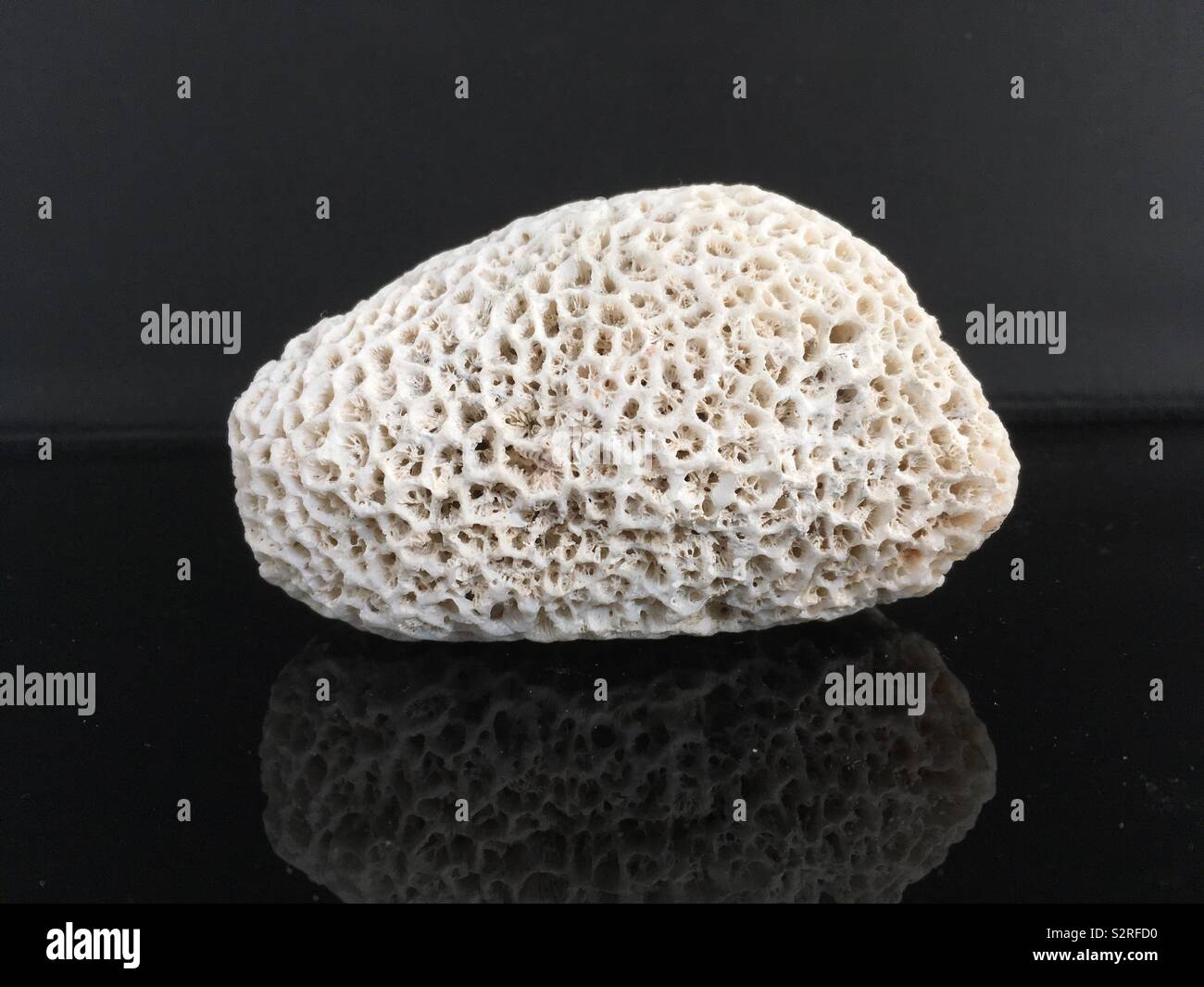 Coral skeleton hi-res stock photography and images - Alamy