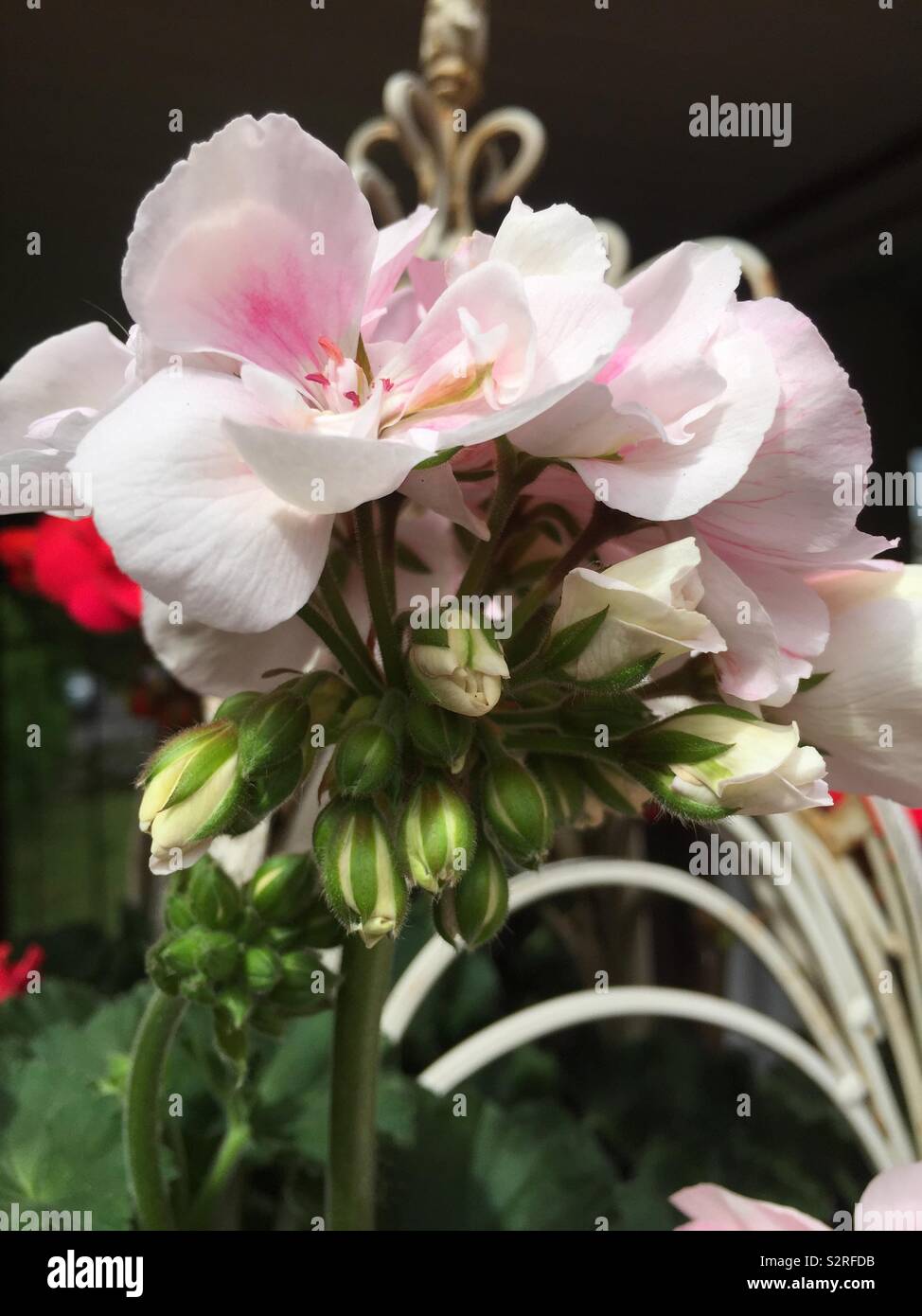 Pink and white geranium hi-res stock photography and images - Alamy