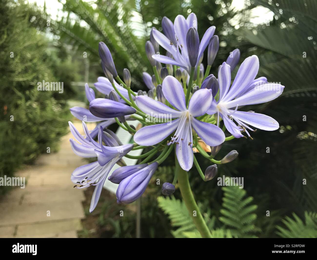 Purple Growing Flowers Stock Photo - Alamy