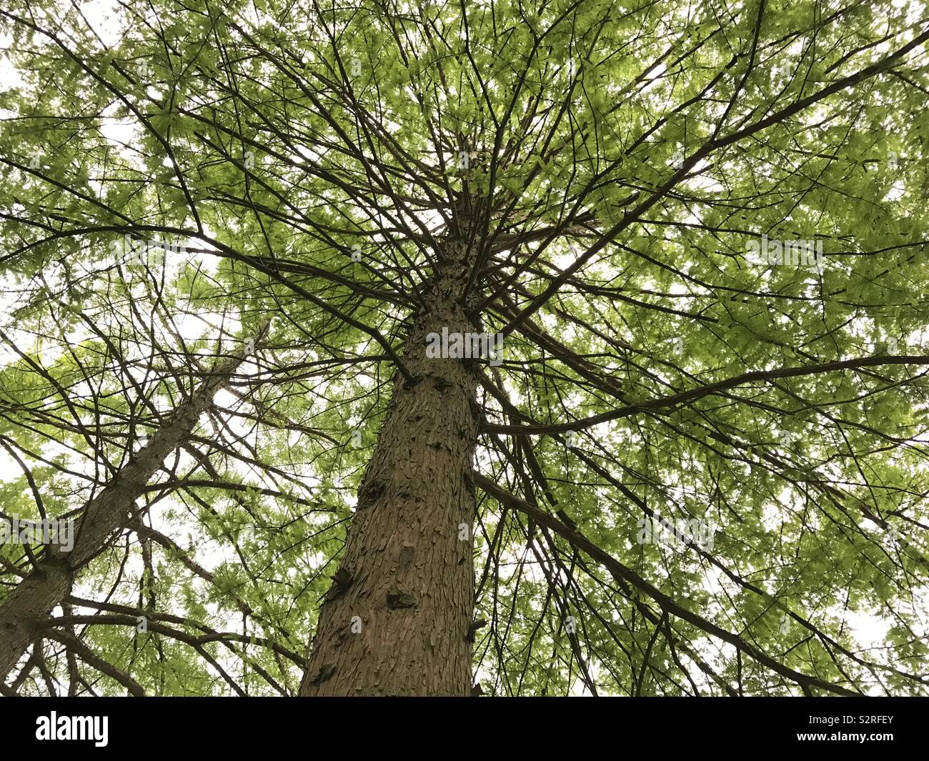 Fractal tree hi-res stock photography and images - Alamy