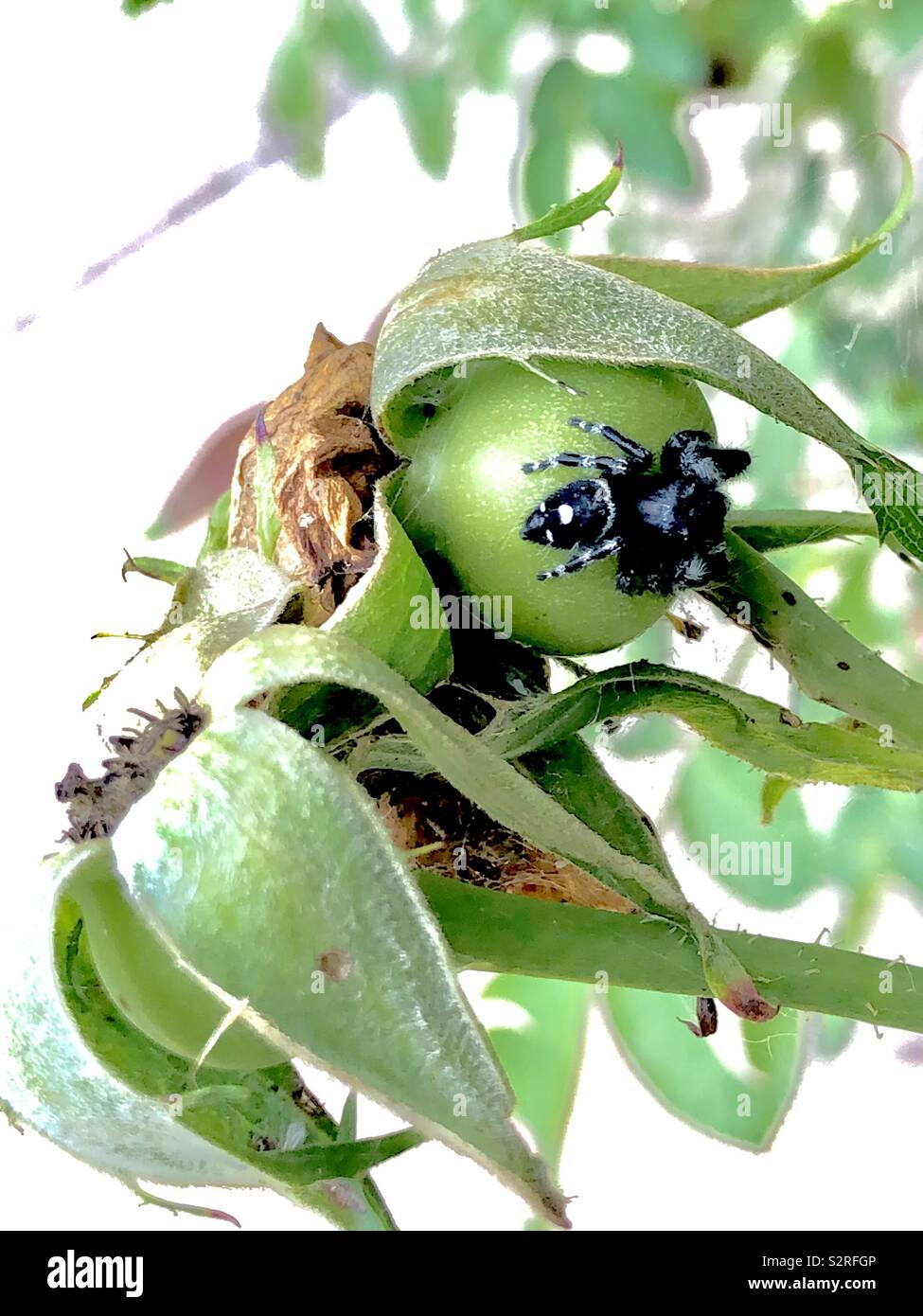 Black jumping spider in rose hips. Family Salticidae Stock Photo - Alamy