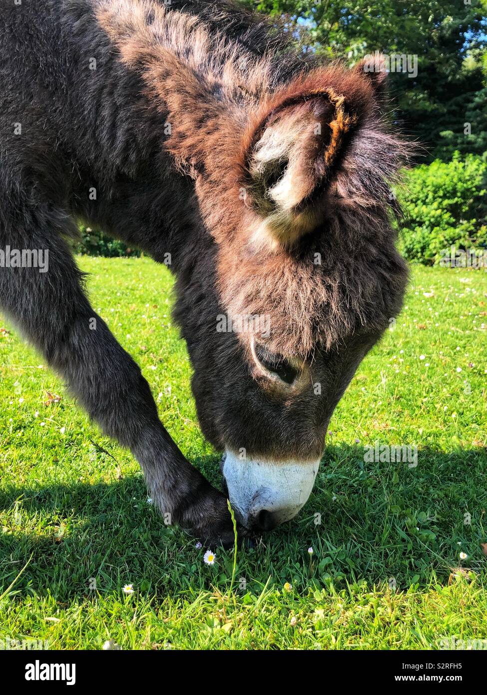 Small gray donkey grazing on a meadow Stock Photo - Alamy