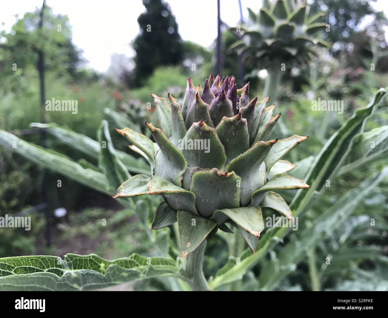 Botanical Sharp Plant Stock Photo - Alamy