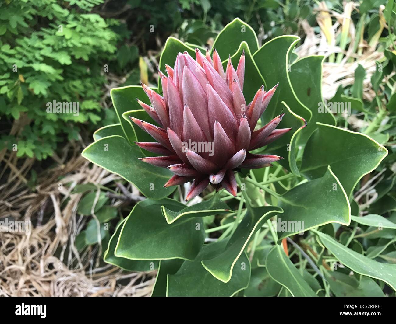 Botanical plant hi-res stock photography and images - Alamy