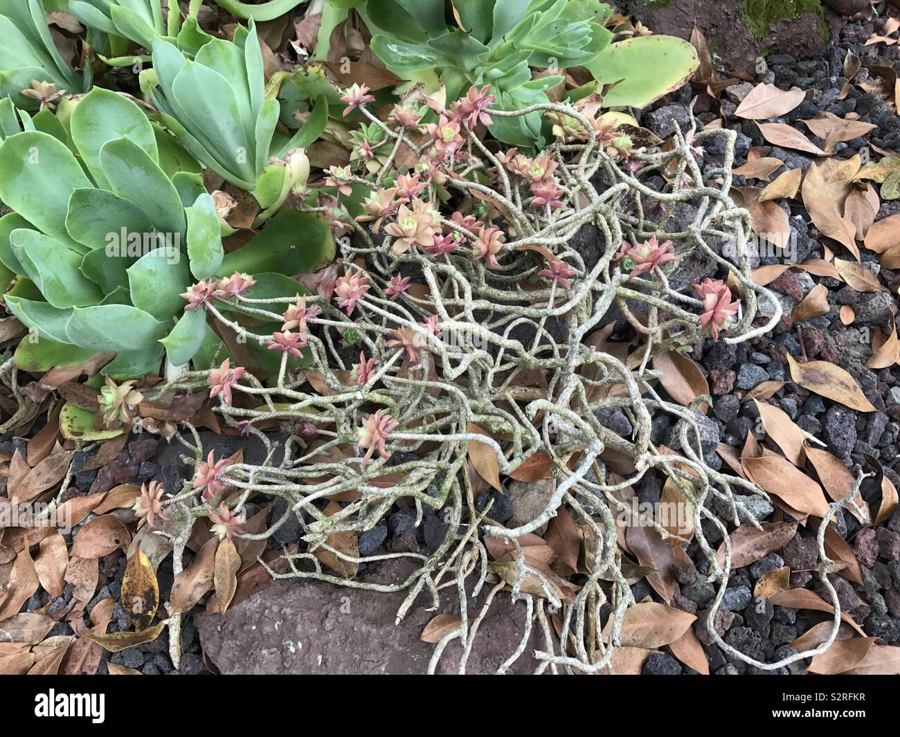 Root plant hi-res stock photography and images - Alamy