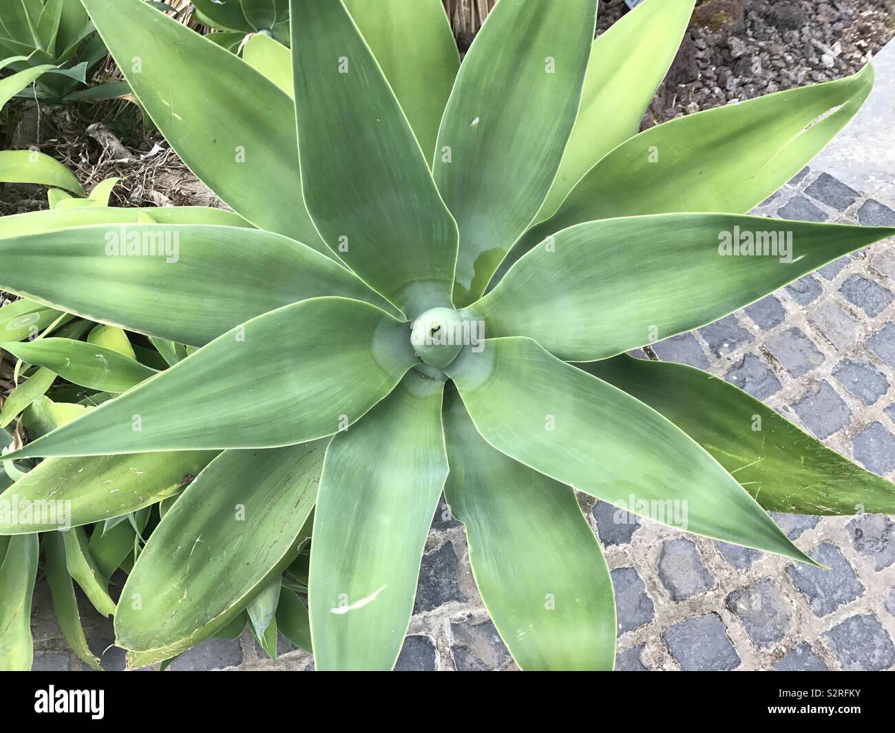 Spiked plant hi-res stock photography and images - Alamy