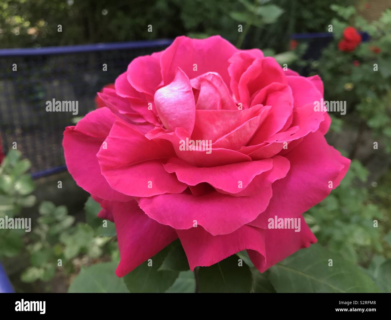 Big Pink Rose Stock Photo - Alamy
