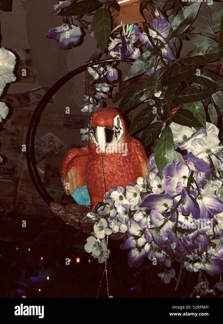 Plastic parrot hi-res stock photography and images - Alamy