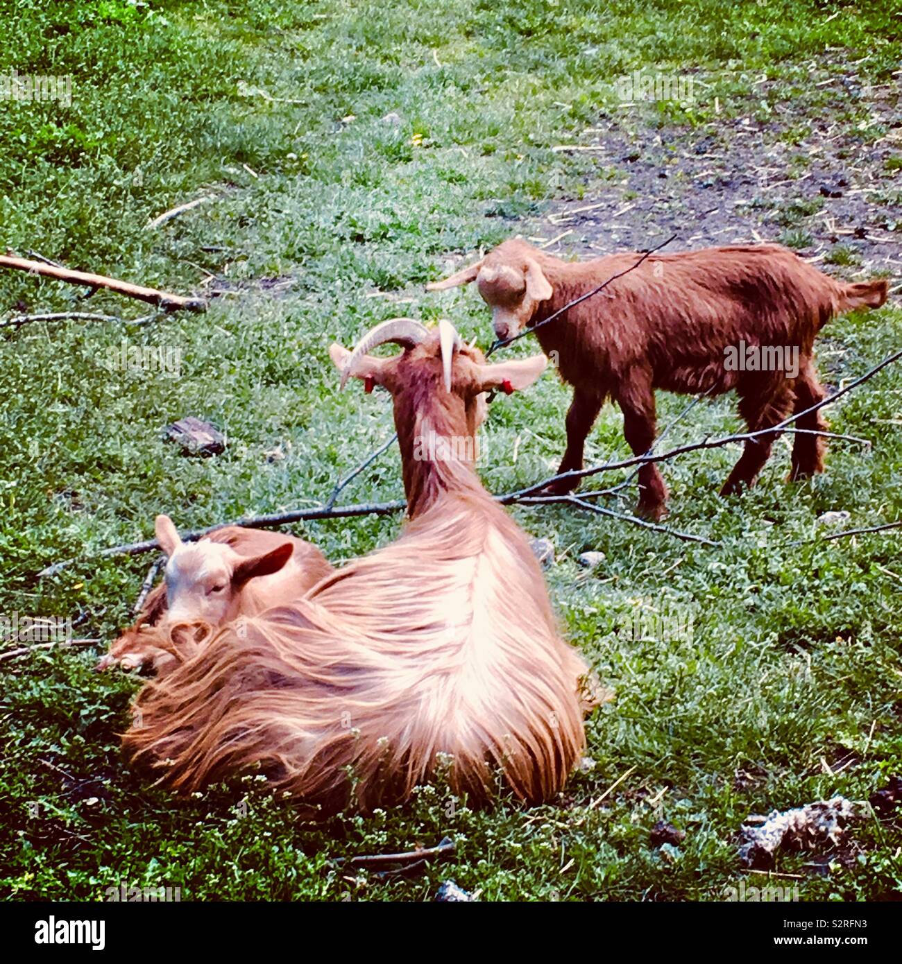 Pygmy Goats High Resolution Stock Photography and Images - Alamy