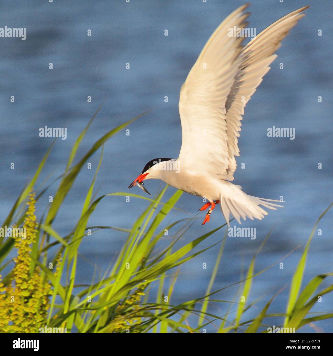 Common Tern returning to nest site Stock Photo - Alamy