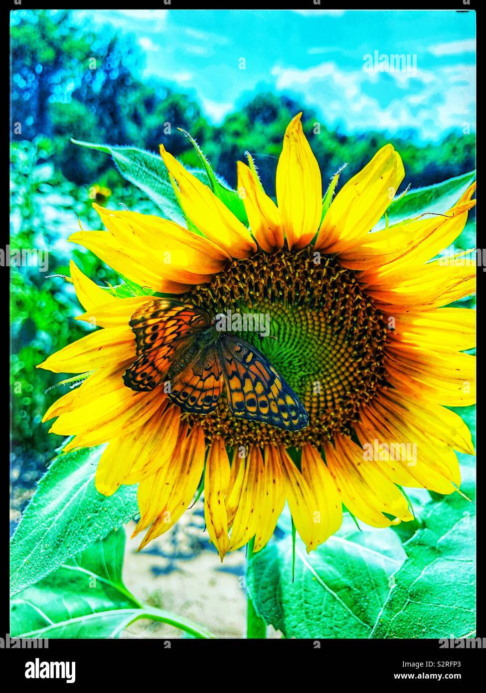 Sunflower with a butterfly Stock Photo - Alamy