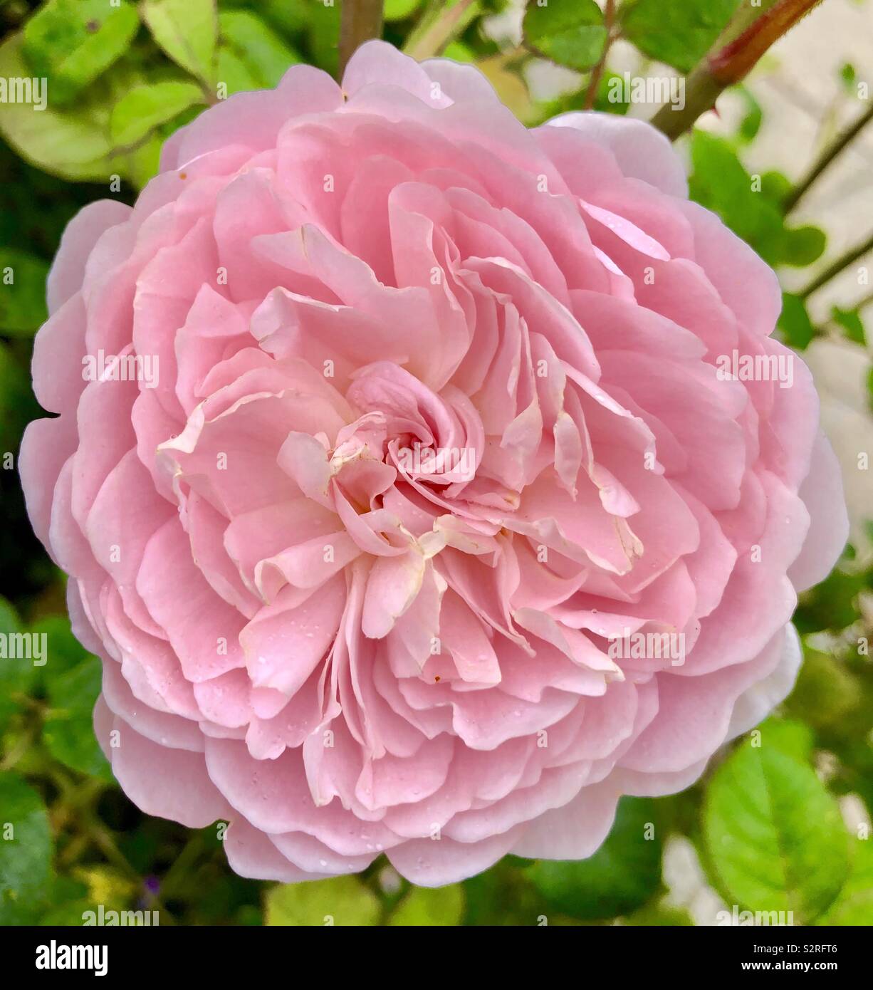 Old English Rose Stock Photo - Alamy