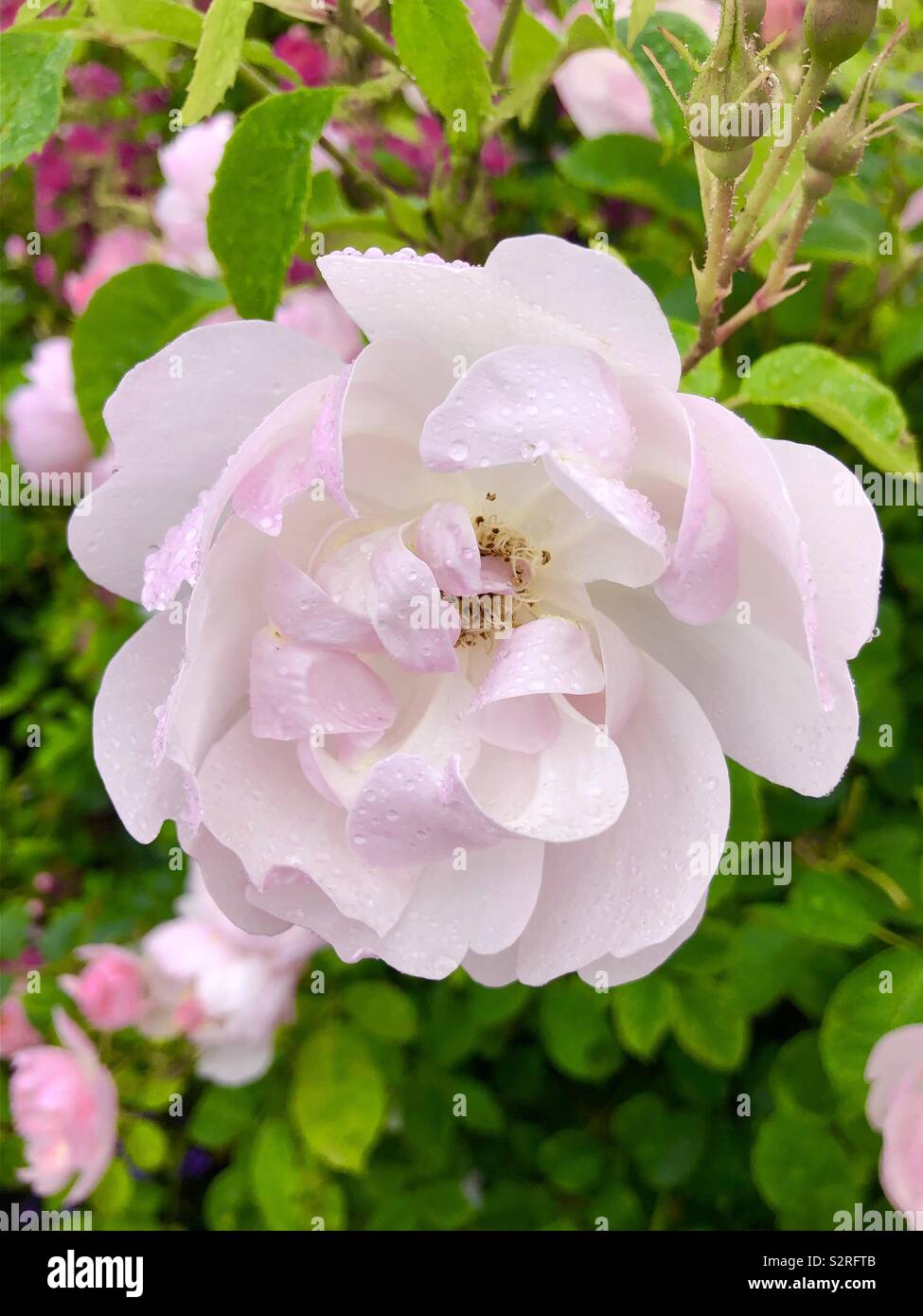 Old english rose hi-res stock photography and images - Alamy