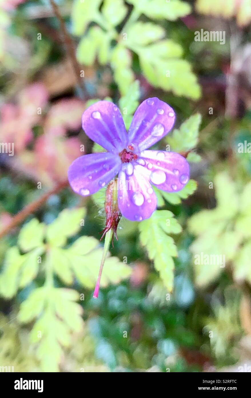 Wet flower hi-res stock photography and images - Alamy