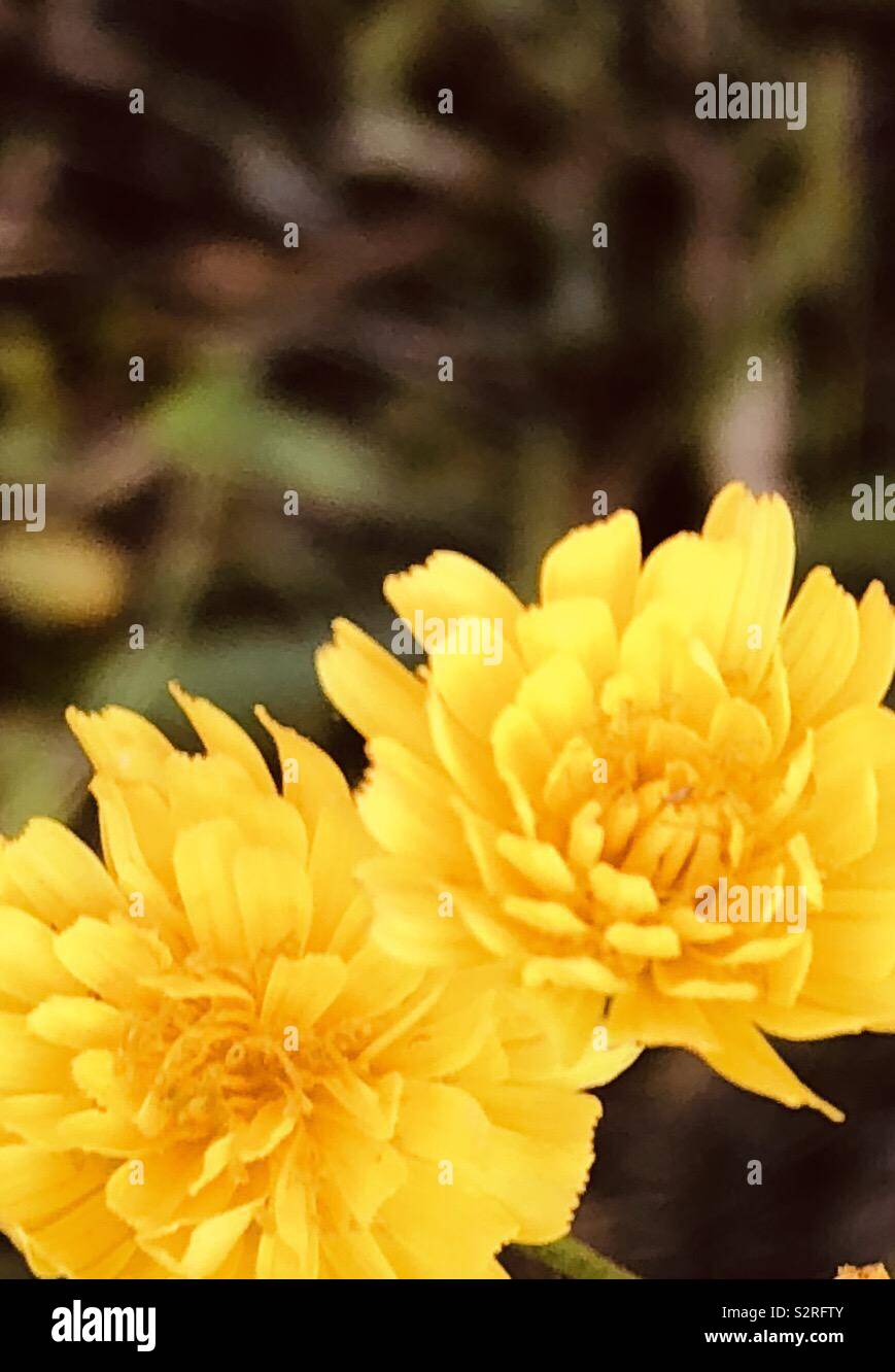 Simple yellow flowers hi-res stock photography and images - Alamy