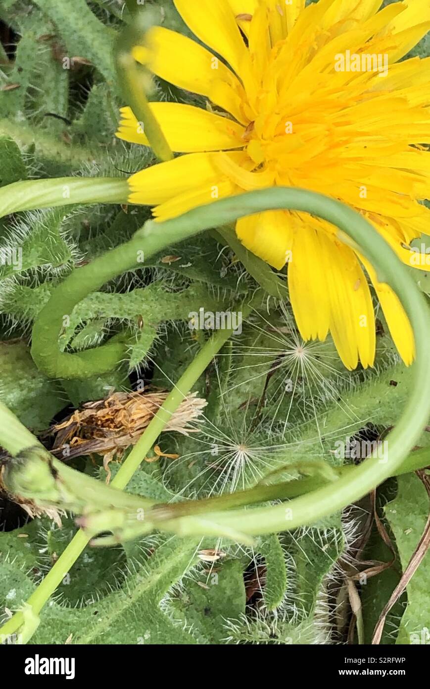 Pretty weed hi-res stock photography and images - Alamy