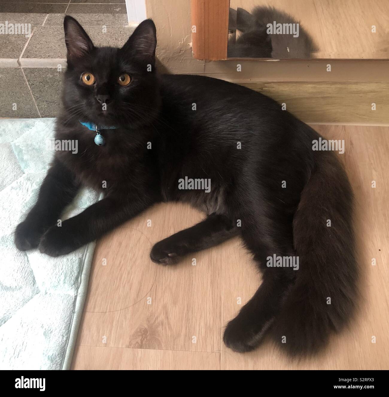 Missy cat hi-res stock photography and images - Alamy