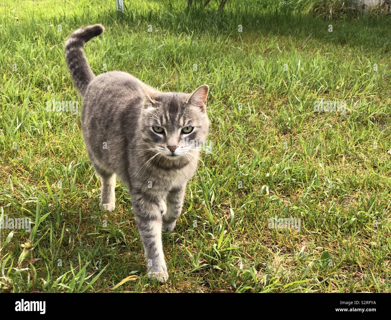 Farm Cat High Resolution Stock Photography and Images - Alamy