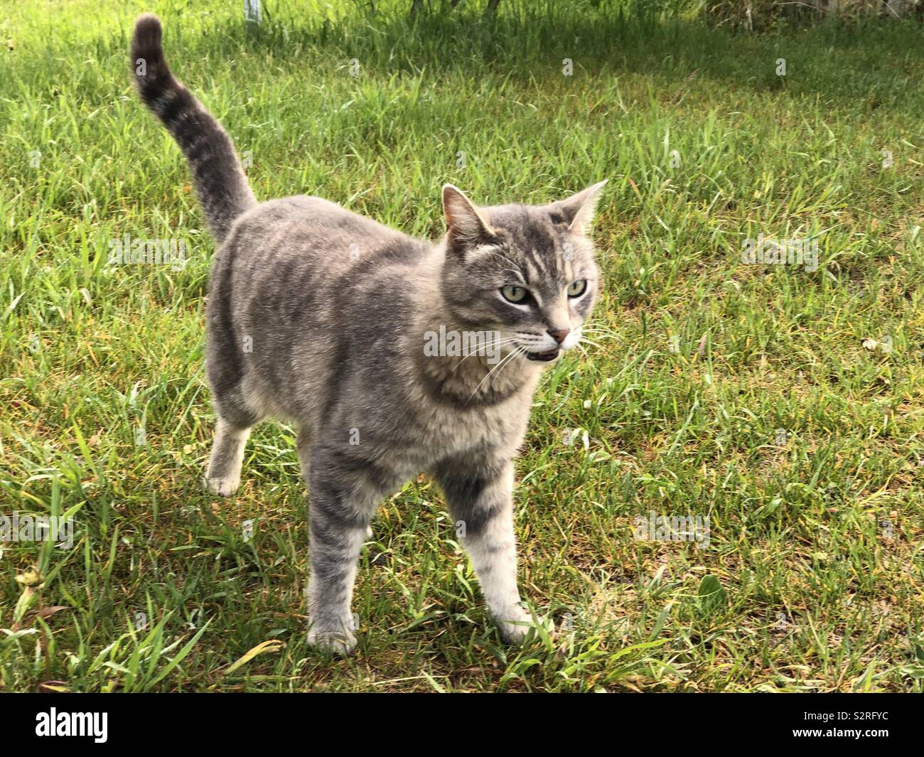 Farm Cat