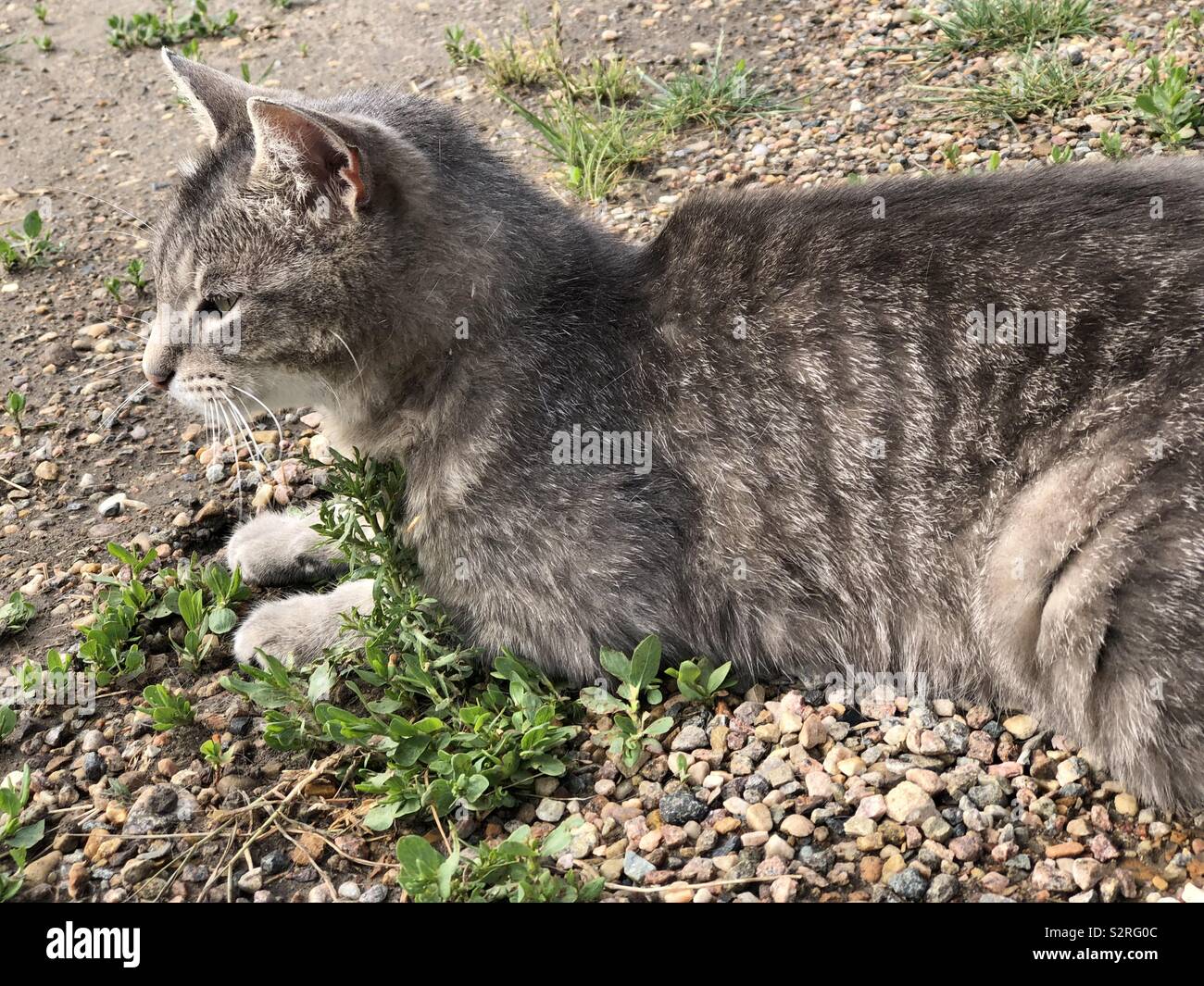 Grey tabby farm cat on the homestead Stock Photo - Alamy