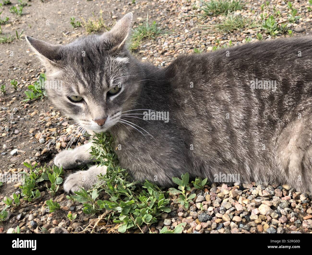 Grey tabby cat hi-res stock photography and images - Alamy