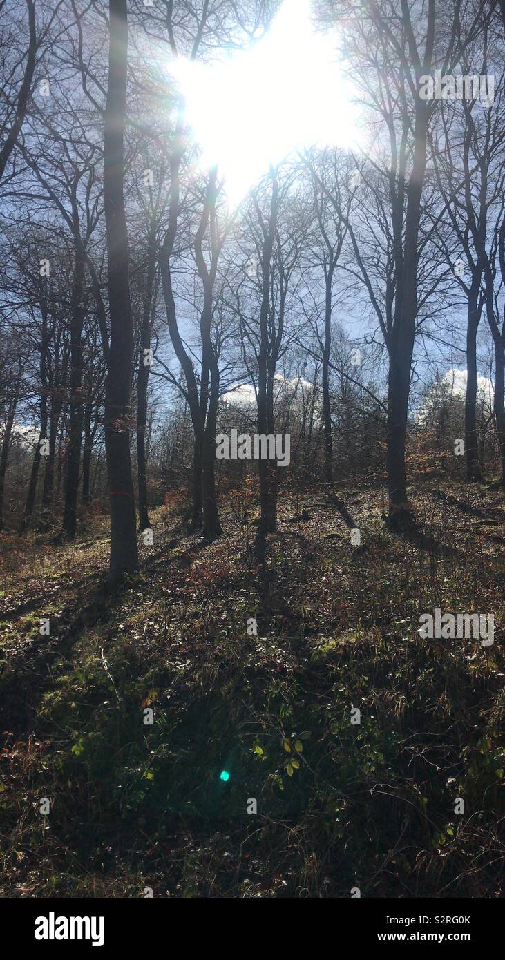 Spring sun in the woods Stock Photo - Alamy