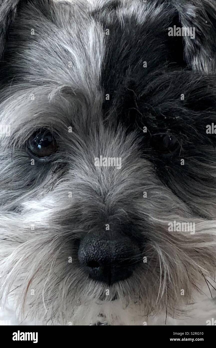 Closeup full face portrait of black and gray dog Stock Photo - Alamy