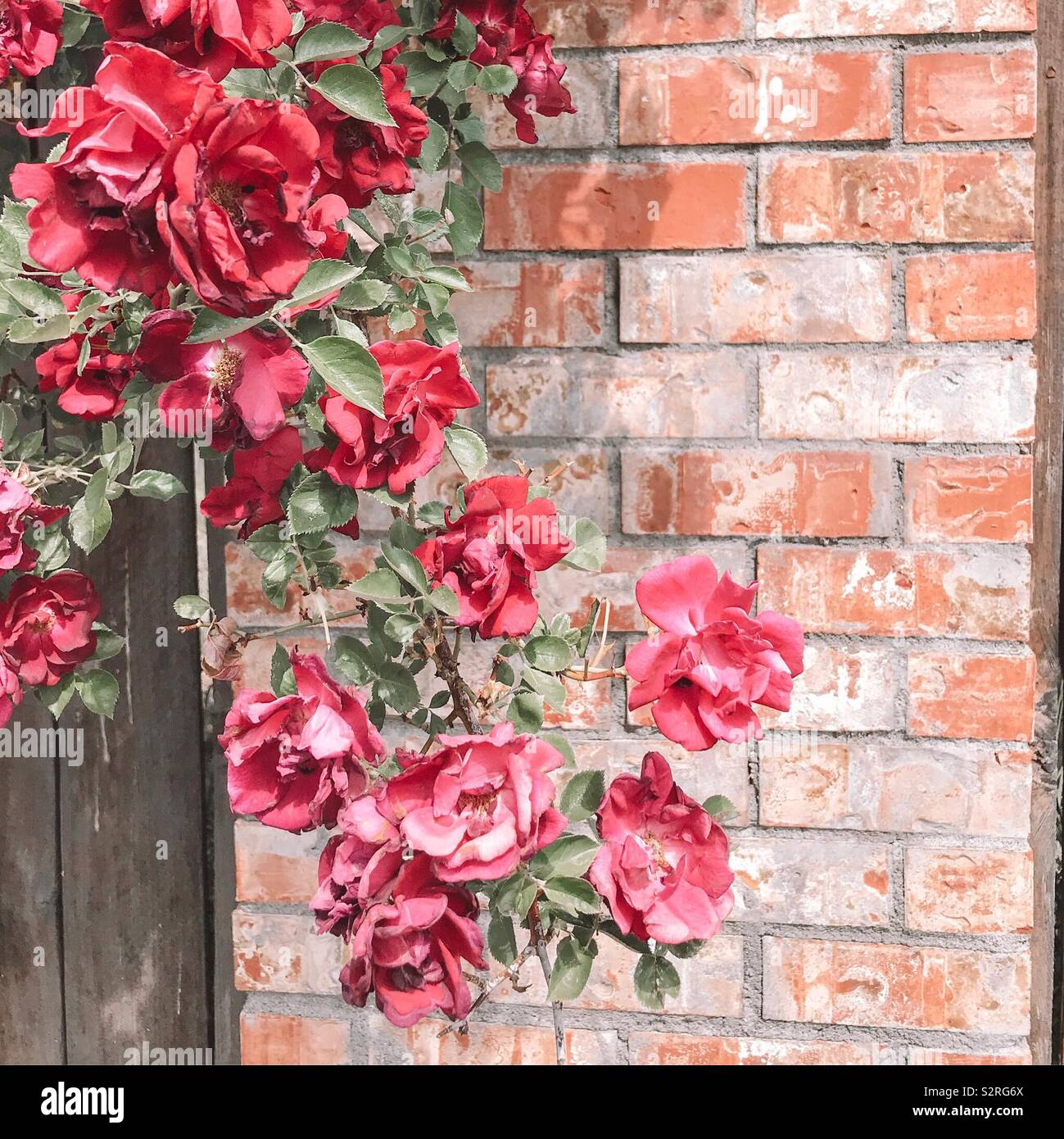 Heirloom roses hi-res stock photography and images - Alamy