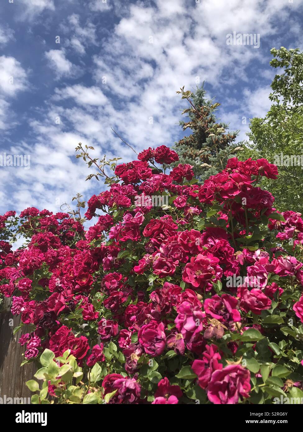 Hedge Roses High Resolution Stock Photography and Images - Alamy