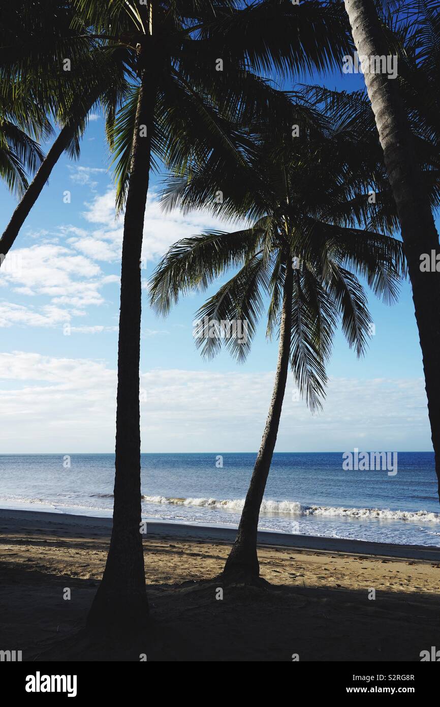 Palms at the beach. Ellis beach in Queensland, Australia Stock Photo ... Palms at the beach. Ellis beach in Queensland, Australia Stock Photo ...