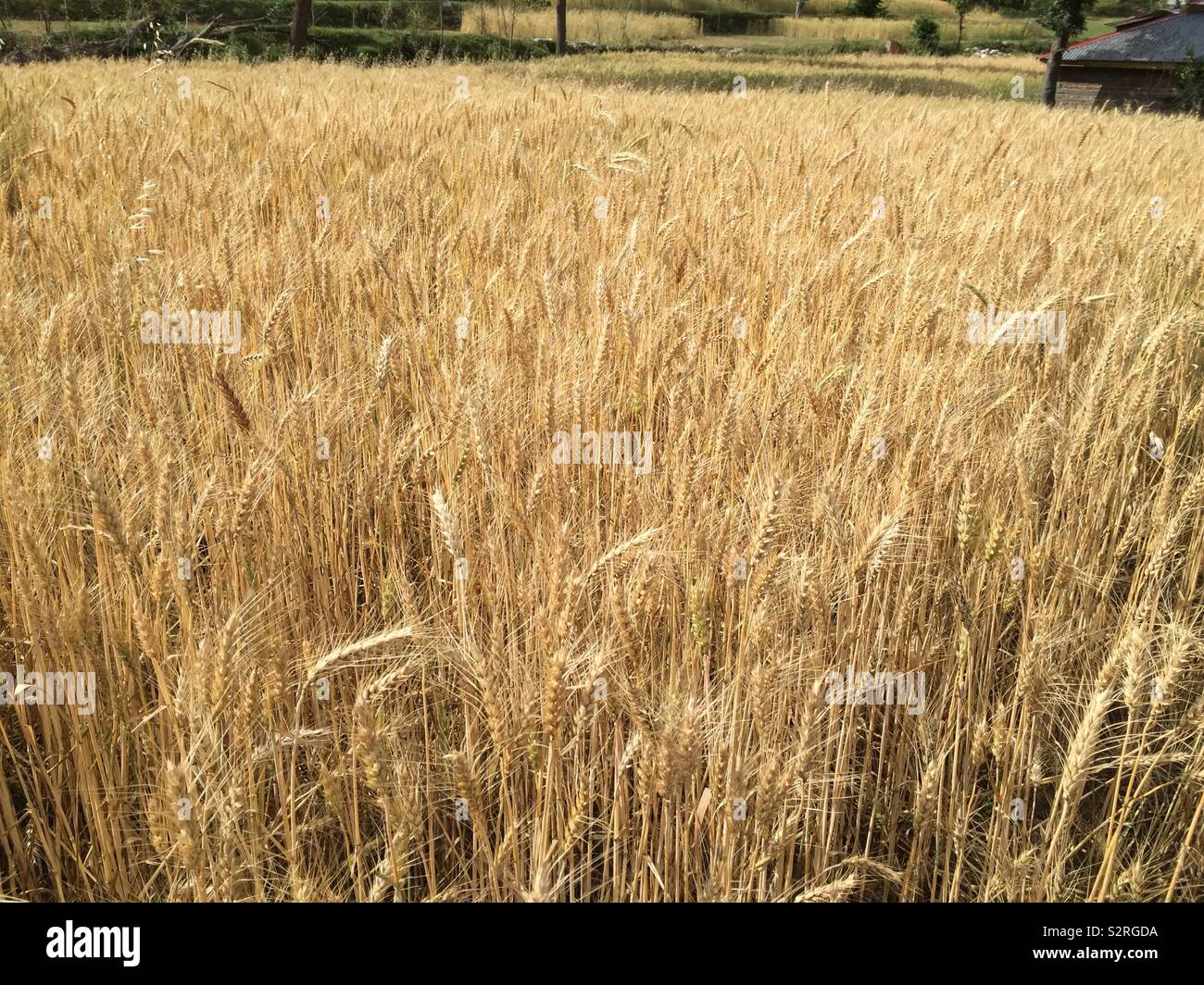 Wheat soil hi-res stock photography and images - Alamy