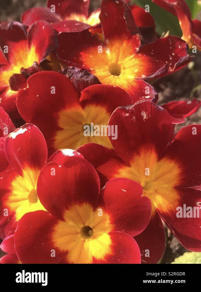 Bright red flowers Stock Photo - Alamy