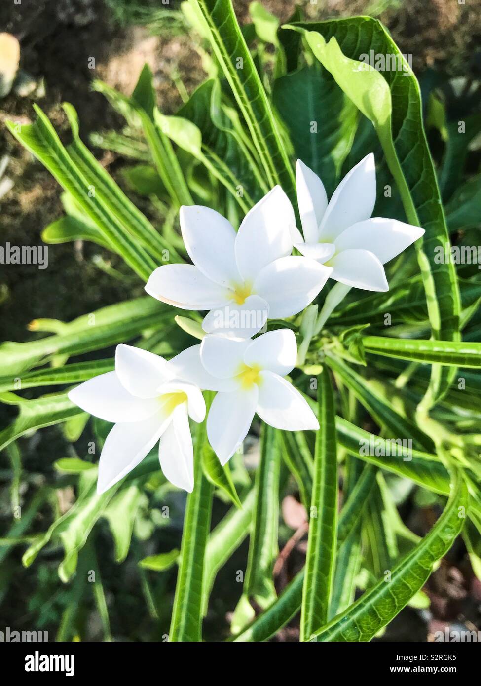 Champa phool hi-res stock photography and images - Alamy