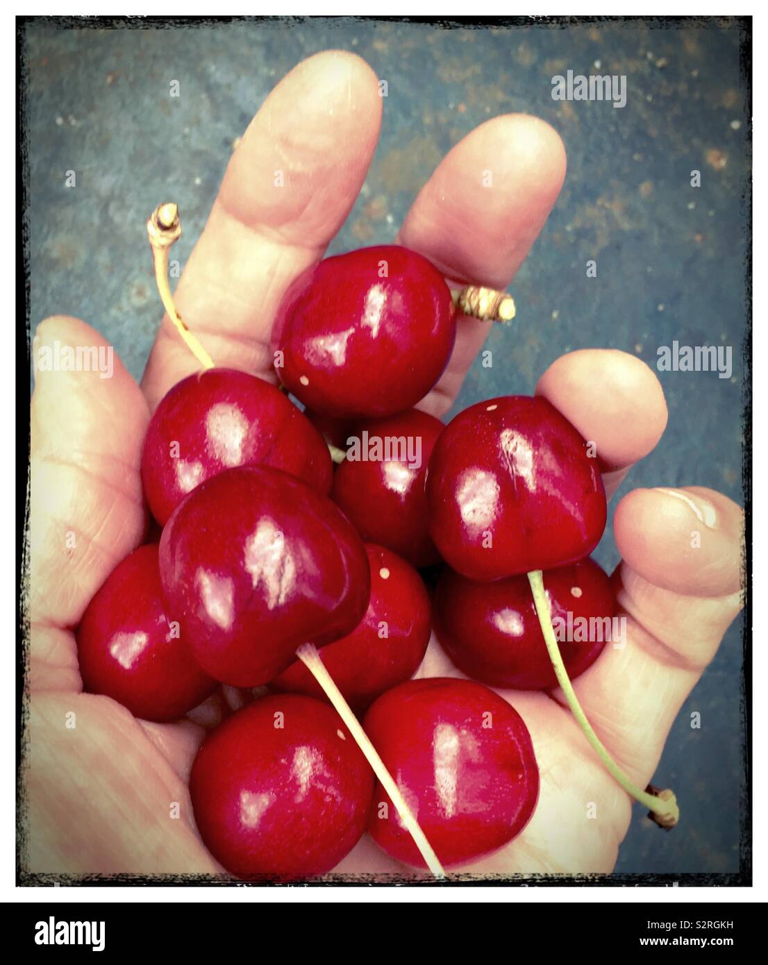 English cherry hi-res stock photography and images - Alamy